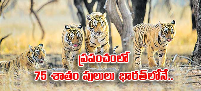 Tiger Estimation Report: భారత్‌లో 3900కుపైగా పులులు.. ప్రపంచంలో 75 శాతం ...