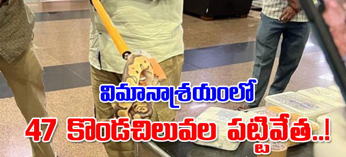 Tamil Nadu: విమానాశ్రయంలో 47 కొండచిలువల పట్టివేత.. | a-passenger-lands ...