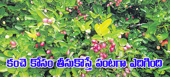 Karonda Tree: కంచె కోసం తీసుకొస్తే పంటగా ఎదిగింది.. ఒక్క మొక్క 80 ...