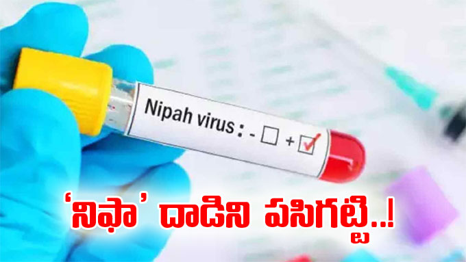 Nipha: ‘నిఫా’ దాడిని పసిగట్టి.. మహమ్మారి వేగానికి కళ్లెం వేసి | how ...