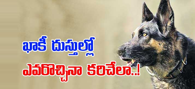ఖాకీ దుస్తుల్లో ఎవరొచ్చినా కరిచేలా శునకాలకు ట్రైనింగ్‌.. తనిఖీల్లో ...