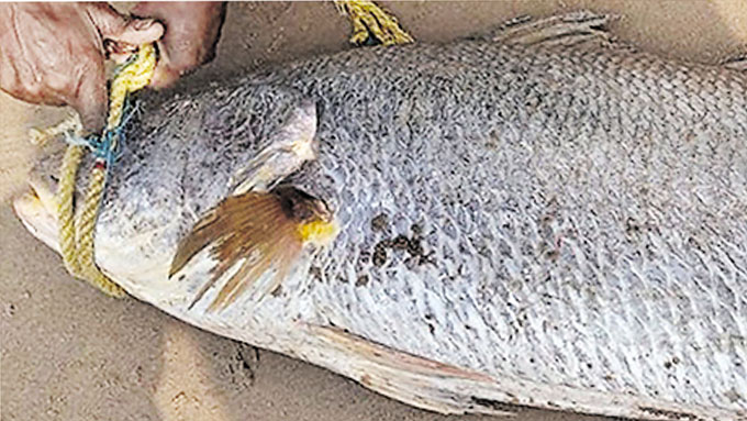 Kachidi Fish: ఒక్క చేప.. రూ.3.9 లక్షలు | general