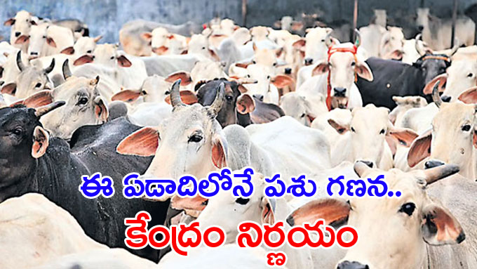 Livestock census: ఈ ఏడాదిలోనే పశుగణన.. కేంద్రం నిర్ణయం | govt-to ...