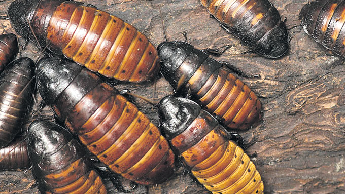 ఈ బొద్దింక బుస కొడుతుందోచ్‌ | general