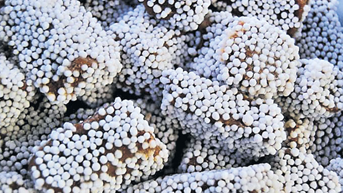 నోరూరించే బాల్‌ మిఠాయి | bal-mithai-recipe