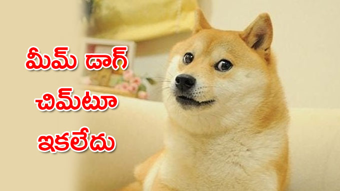 CHIMTU: ఇంటర్నెట్‌ సెన్సేషనల్‌ మీమ్‌ డాగ్‌ ‘చిమ్‌టూ’ ఇకలేదు | chimtu ...