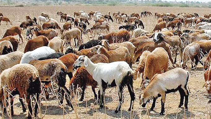 Sheep Distribution Scam: బినామీ ఖాతాలతో మేశారు | sheep-distribution ...