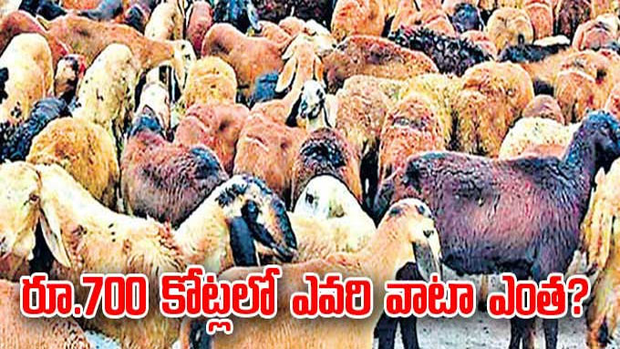 Sheep Scam: రూ.700 కోట్లలో ఎవరి వాటా ఎంత? | telangana-sheep-scam