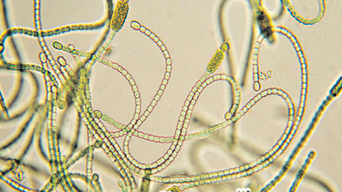 first living thing: భూమిపై ఉద్భవించిన మొదటి జీవి అదే | the-first-living ...