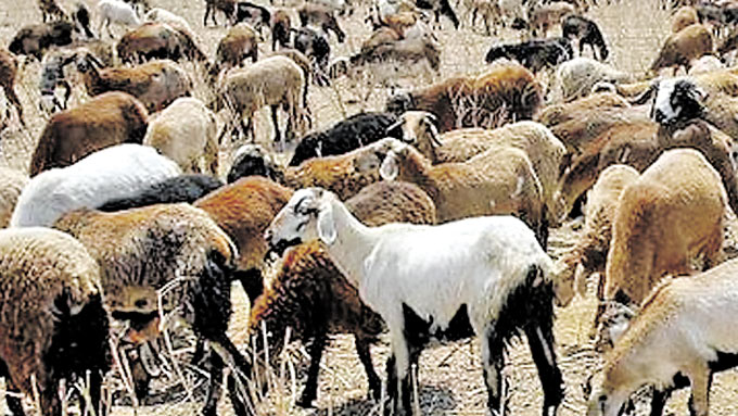 Sheep Scam: ఇంతకీ.. గొర్రెలెన్ని? మేకలెన్ని? | telangana-sheep ...