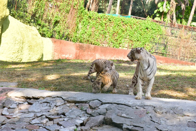 Hyderabad: నెహ్రూ జూ పార్కు డైమండ్ జూబ్లీ వేడుకలు | Nehru Zoo Park 60th ...