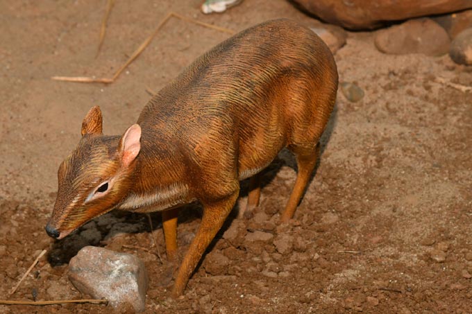 Animals : ఆకట్టుకుంటున్న నల్లమల వన్యప్రాణుల బొమ్మలు | Nallamala forest ...