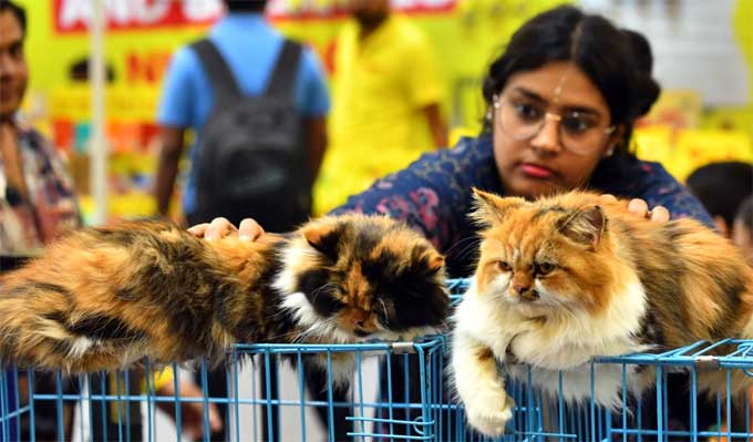 Hyderabad: ఉత్సాహంగా క్యాట్‌ షో | cat show in hyderabad