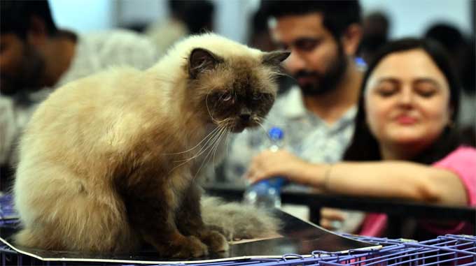 Hyderabad: ఉత్సాహంగా క్యాట్‌ షో | cat show in hyderabad