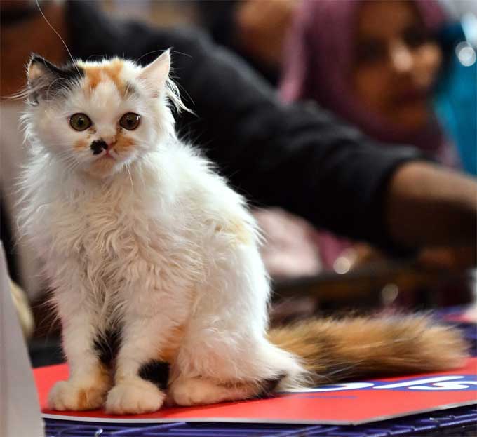 Hyderabad: ఉత్సాహంగా క్యాట్‌ షో | cat show in hyderabad