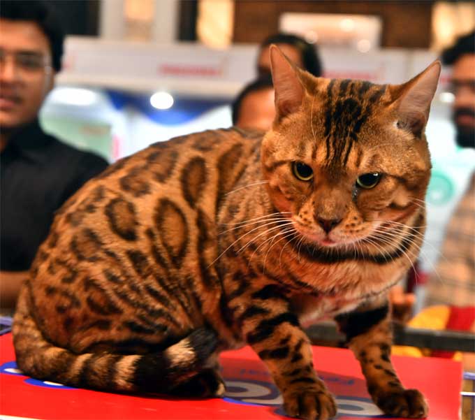 Hyderabad: ఉత్సాహంగా క్యాట్‌ షో | cat show in hyderabad