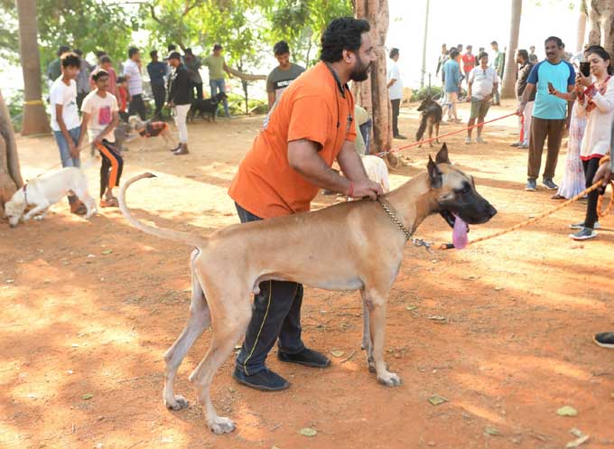 Dogs: నమ్మకమైన నేస్తాలు.. | dogs lovers In Hyderabad
