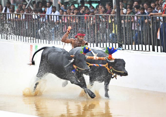 Karnataka : సాహస క్రీడ ‘కంబళ ’.. ఆకట్టుకునే చిత్రాలు | Kambala sports ...