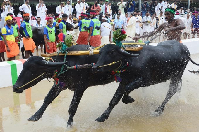 Karnataka : సాహస క్రీడ ‘కంబళ ’.. ఆకట్టుకునే చిత్రాలు | Kambala sports ...
