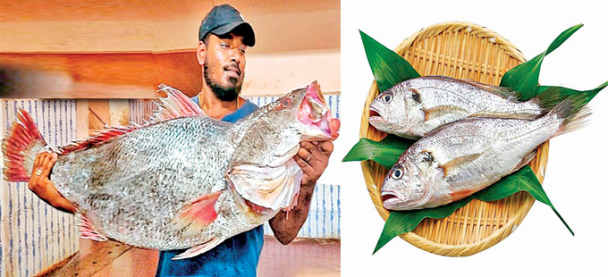 Costly Fish: ఆ చేపలు వలలో పడితే.. కోట్లే | costly-fish