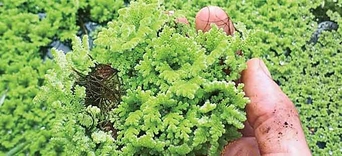 నాచు నాచు...భలే నాచు | benefits-and-farming-of-azolla-grass