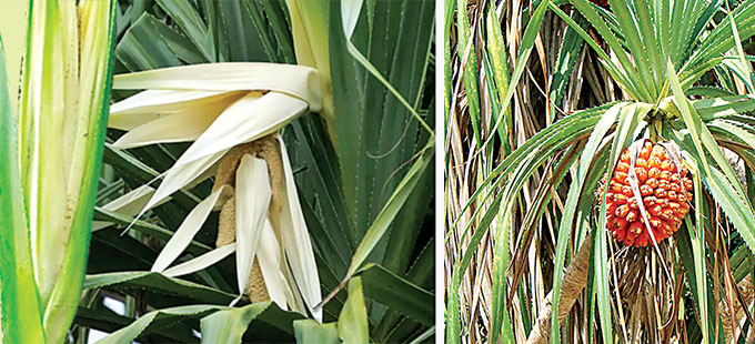 మొగలి... గంజాంలో గుబాళిస్తోంది | ganjam-kewda-flower-cultivation-in-odisha