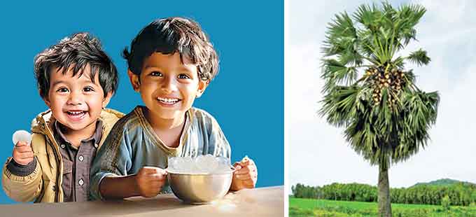 తాటిముంజెలు... కోటి లాభాలు | -health-benefits-of-taati-munjalu