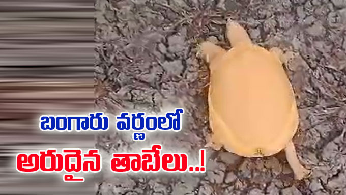 Rare Turtle: బంగారు వర్ణంలో అరుదైన తాబేలు.. వీడియో వైరల్‌ | rare turtle ...