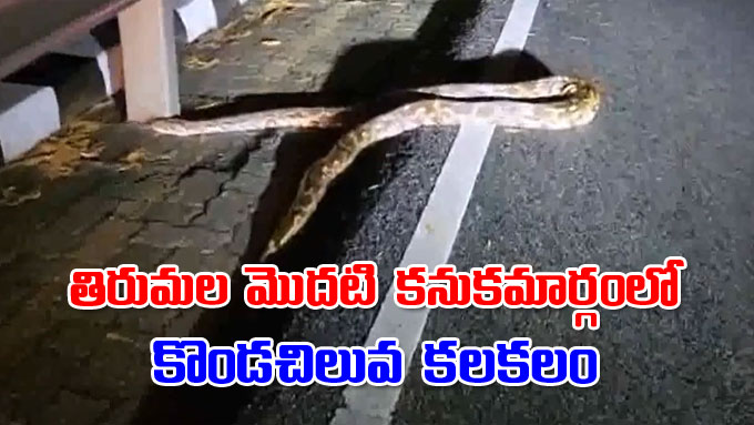 Tirumala: తిరుమల మొదటి కనుమదారిలో కొండచిలువ కలకలం | python hulchul in tirumala