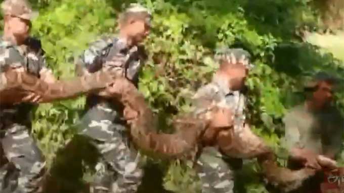 అసోంలో 100 కిలోల భారీ కొండచిలువ.. జవాన్ల సాయంతో రక్షించిన అటవీ సిబ్బంది ...