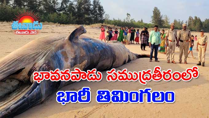 Srikakulam: భావనపాడు సముద్రతీరానికి కొట్టుకొచ్చిన భారీ తిమింగలం | a ...