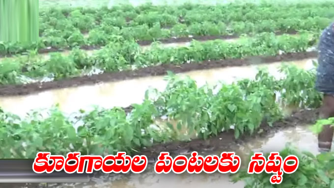 Krishna News: కూరగాయల పంటలకు నష్టం.. అన్నదాతల ఆవేదన | extensive damage ...
